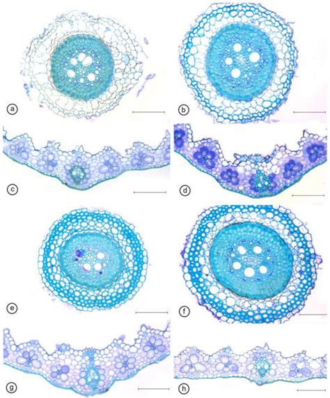 Ijms Special Issue Nitric Oxide Signalling In Plants