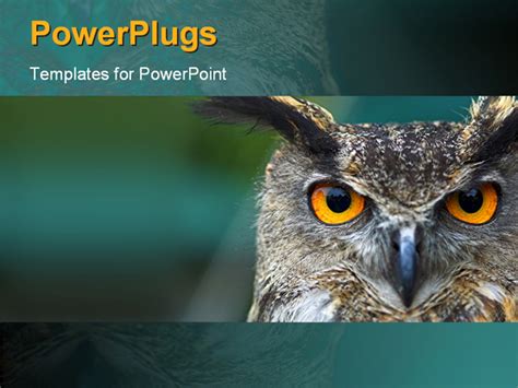 Owleye0410 Powerpoint Template Background Of Owl Bird Birds Owleye0410