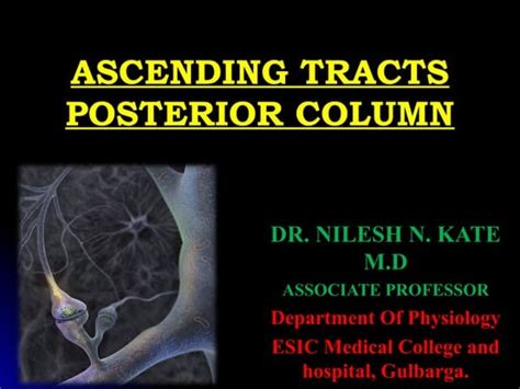 Sensory And Motor Pathways Ppt
