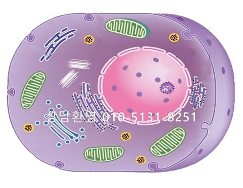 세포막의 구조 및 구성성분 네이버 블로그