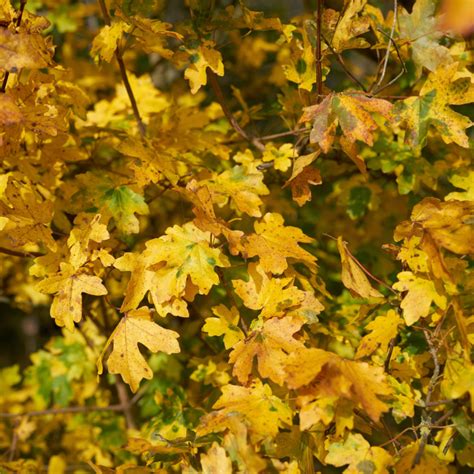 Field Maple Deciduous Hedging Form Plants