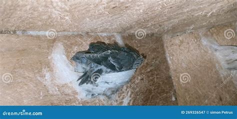 Burung Walet Stock Image Image Of Invertebrate Medicine 269326547