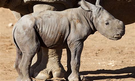 Monarto Zoo Australia Welcomes Important New Guest As White Rhino Calf