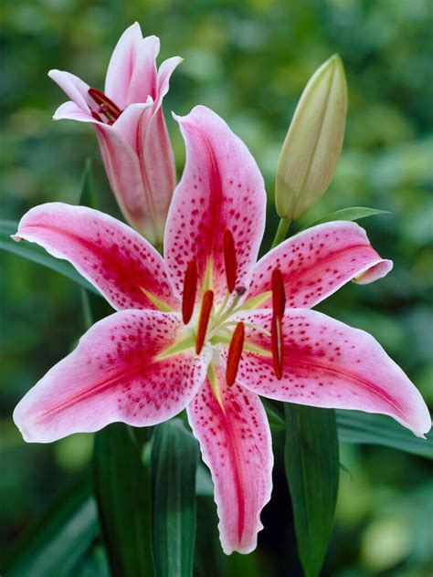 Lilies And Lily Bulbs For Sale Online Dutchgrown™
