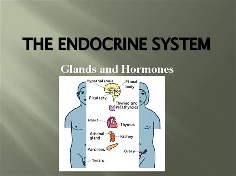 The Endocrine System Glands And Hormones What Makes