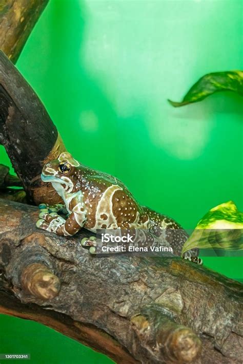 Trachycephalus 수지 트릭스 나무 개구리 가족 에서 꼬리 없는 양서류의 종입니다 0명에 대한 스톡 사진 및 기타