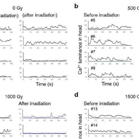 Muscle Contraction Pattern Of Body Wall Muscle Cells In C Elegans
