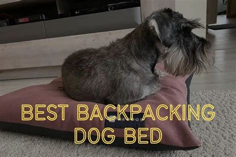 11 Finest Canine Tenting Beds And Backpacking Canine Beds 2023 Havens