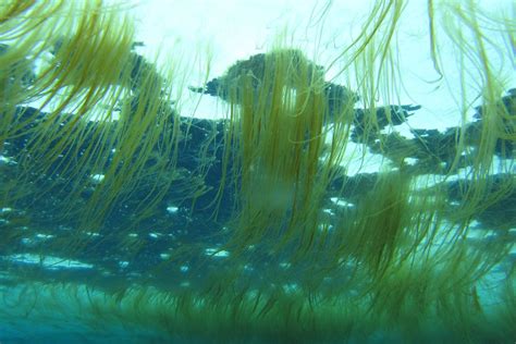 Tảo Khuê Tảo Silic Là Gì Cách Gây Màu Nước Tảo Khuê Trong Ao Tôm