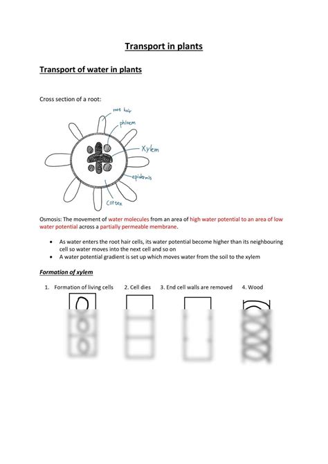Edexcel Igcse Biology Notes On Transport In Plants Biology Higher Gcse Edexcel Thinkswap