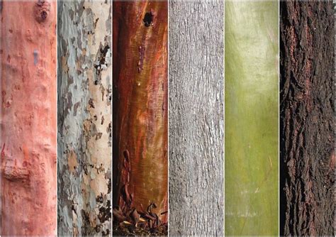 Autumn Bark Colors