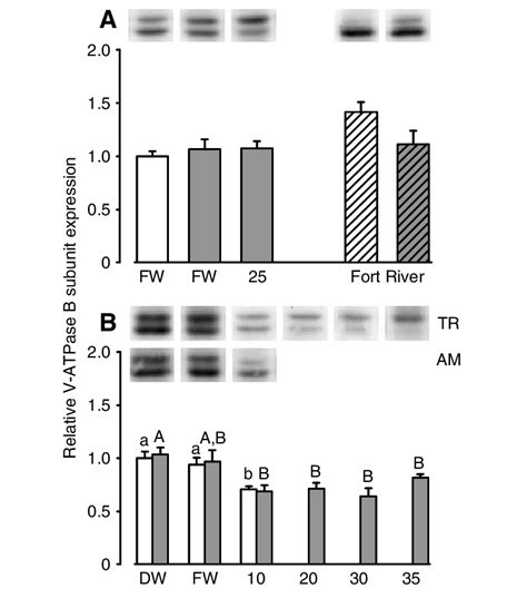 H Atpase B Subunit Expression Determined By Immunoblotting In Download Scientific Diagram