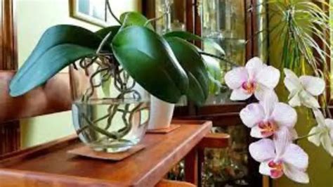 Fertilizing Orchids Have You Ever Thought About Home Remedies