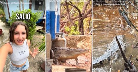 ¡mamá Se Metió Un Pejelargarto Tiktoker Mexicana Graba A Un Enorme