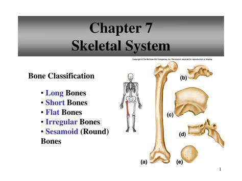 Ppt Chapter 7 Skeletal System Powerpoint Presentation Free Download Id 6852368