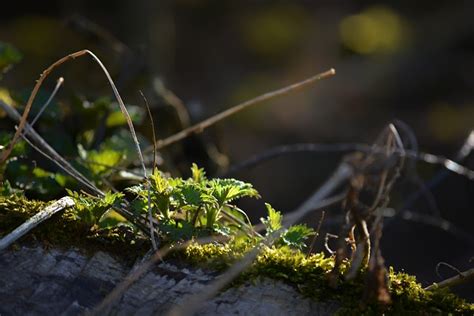 荨麻 春天 杂草 Pixabay上的免费照片 Pixabay