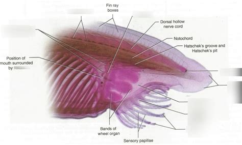 Amphioxus 3 Diagram Quizlet