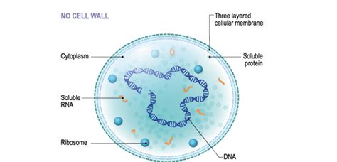 Cell Biology Cell Culture Itw Reagents