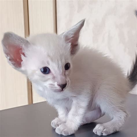 Purchase Oriental Kittens Cats From Usa Breeders