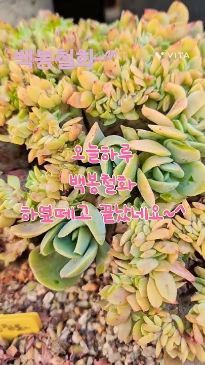 백봉철화 넝쿨이네다육 하옆떼다 눈 빠질뻔 ㅠㅠ박창근 Youtube