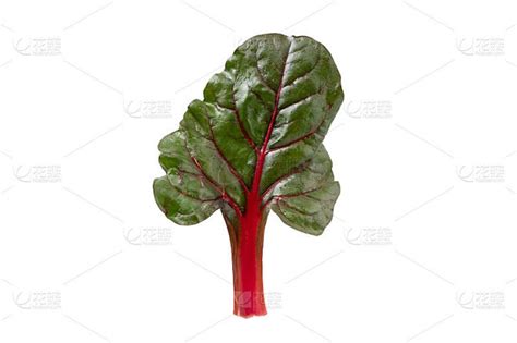 红色甜菜叶孤立在白色背景上