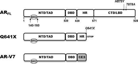 Androgen Receptor Variants In Prostate Cancer Arfl Full Length Ar Download Scientific