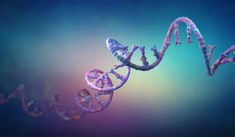 Rna غیرکدکننده چیست؟ نقش Non Coding Rna در ترجمه و رونویسی