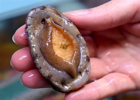 Lab Raised White Abalone To Be Released To Secret Location By Team From