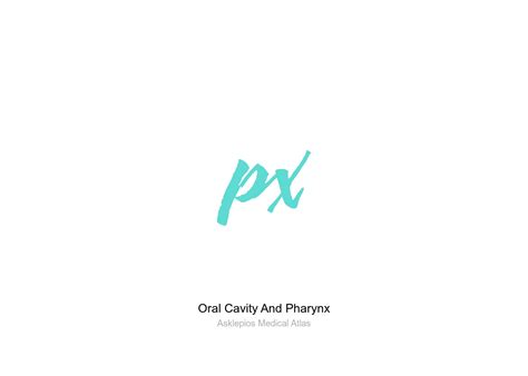 Oral Cavity And Pharynx Greeting Card By Asklepios Medical Atlas