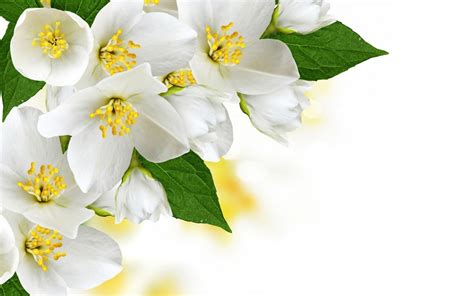Texture Flower Jasmine Wallpapers Hd Desktop And Mobile Backgrounds