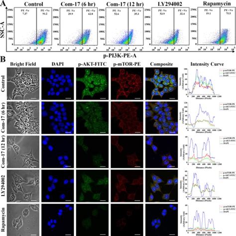 A Representative Flow Cytometric Dot Plot And Gating Hierarchy Used