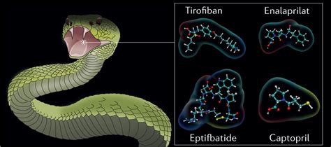 Poisonous Snakes With Names And Details
