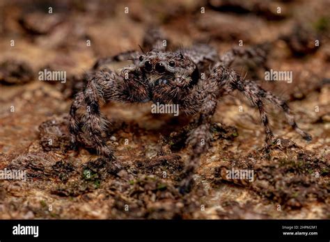 Adult Male Jumping Spider Of The Species Platycryptus Magnus On A Tree