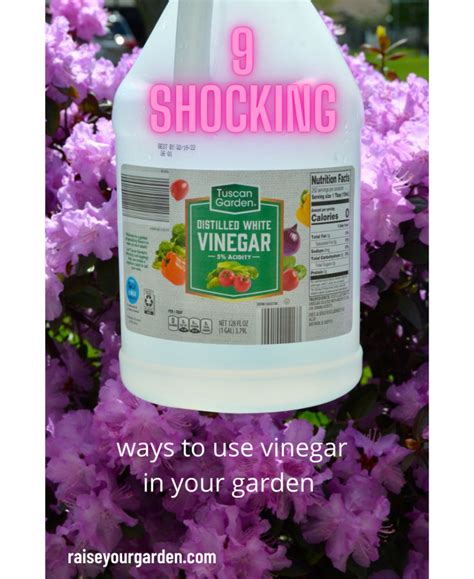 9 Shocking Ways To Use Vinegar In Your Yard And Garden Raise Your Garden