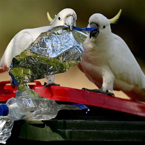 Cockatoos Are Getting Smarter Should Humans Be Worried Wsj