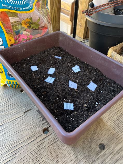 Found My Old Bsn 10 Year Flower Download Card And Planted It Today Cant Wait To See R