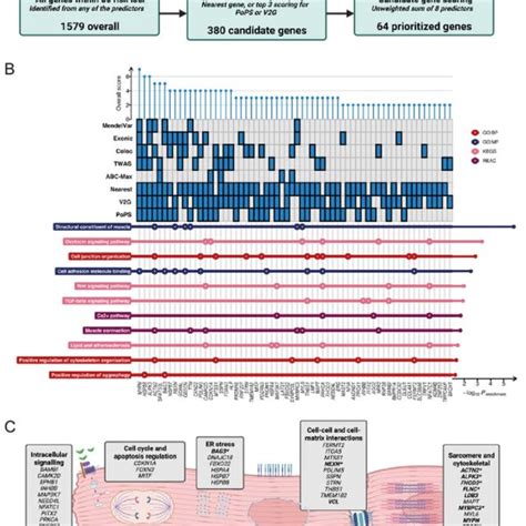 Locus Annotation And Candidate Gene Scoring Prioritize Genes At Risk