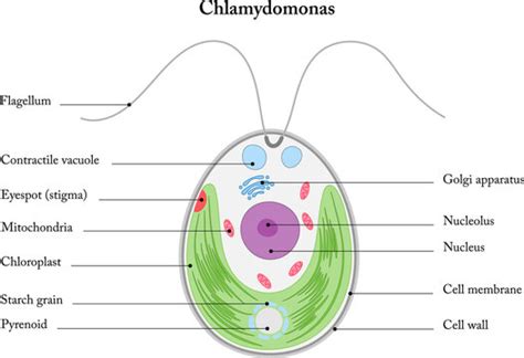 Contractile Vacuole In A Cell
