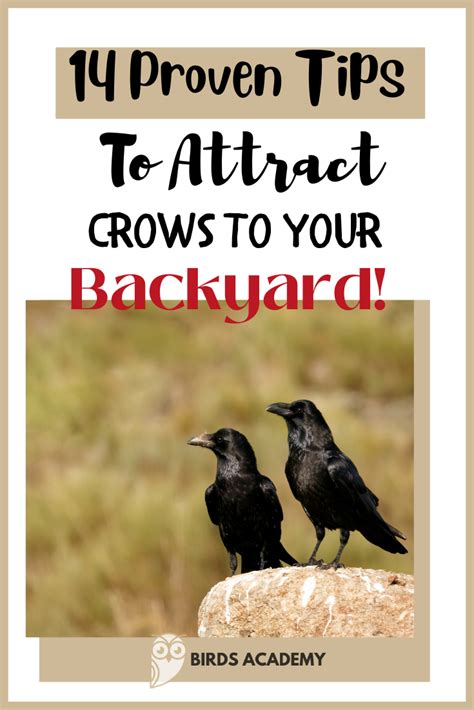 Learn How To Attract Crows To Your Yard 14 Proven Tips Artofit