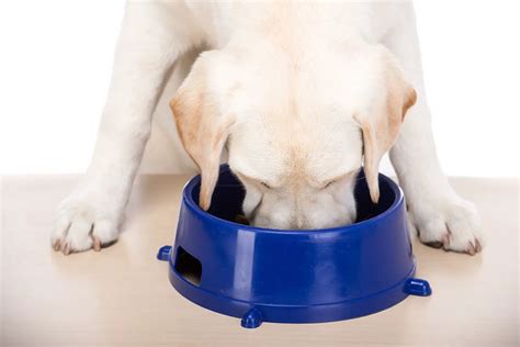 Can Dogs Eat Barley The Doggo