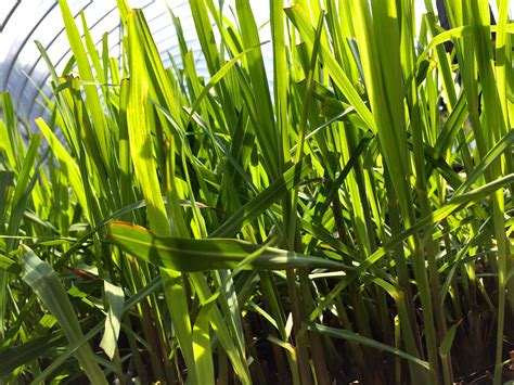 Lemongrass Wallpapers 29 Images Inside