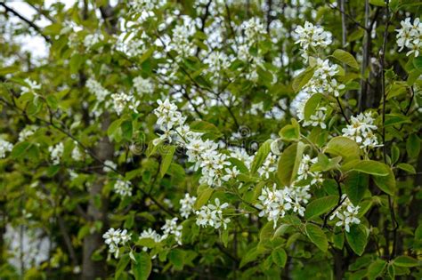 White Blossoms Of Amelanchier Canadensis Serviceberry Shadberry Or