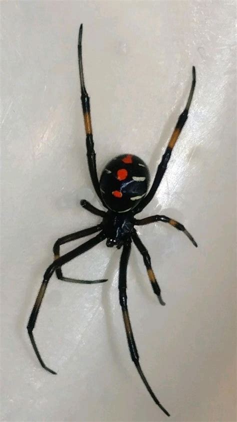 Draw Spider Man With Accurate Arms Or Legs Artofit