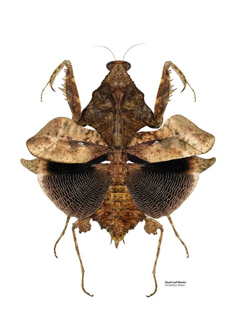 Detailed Illustration Of A Mottled Brown Mantis Thats Camouflage D To