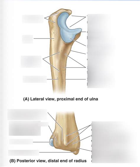 Diagram Of Proximal End Of Ulna Lat View And Distal End Of Radius Post View Quizlet