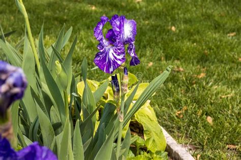 Once This Blue Bearded Iris Blossom Opens Up The Flower Turns Purple