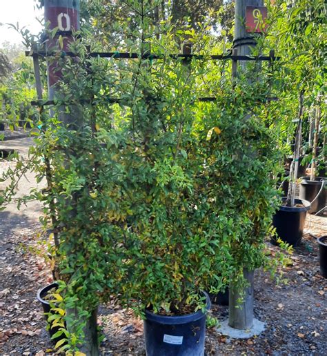 Fruit Pomegranate Foothill Early Trellis Urban Tree Farm Nursery