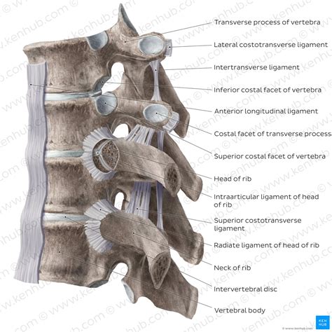 Vertebrosternal Definition