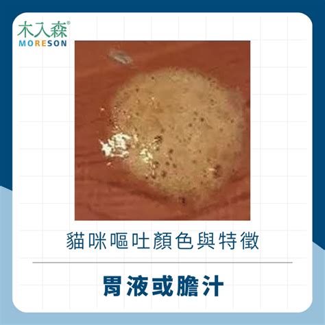 貓咪吃太快怎麼辦？5大「預防貓咪嘔吐的妙招」一次看，用這個方法快速評估毛孩狀況 貓咪吃太快、預防貓咪嘔吐、嘔吐物、寵物新聞、寵物知識