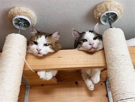 ひのき猫さんのインスタグラム ひのき猫hinokicutekitten